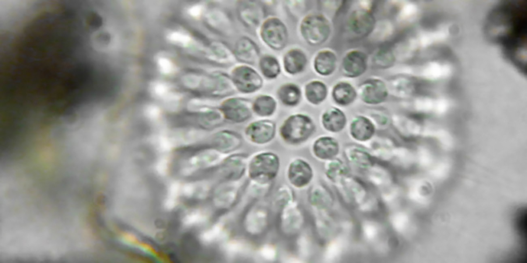 The Colonial Theory of Multicellular Life - Profolus