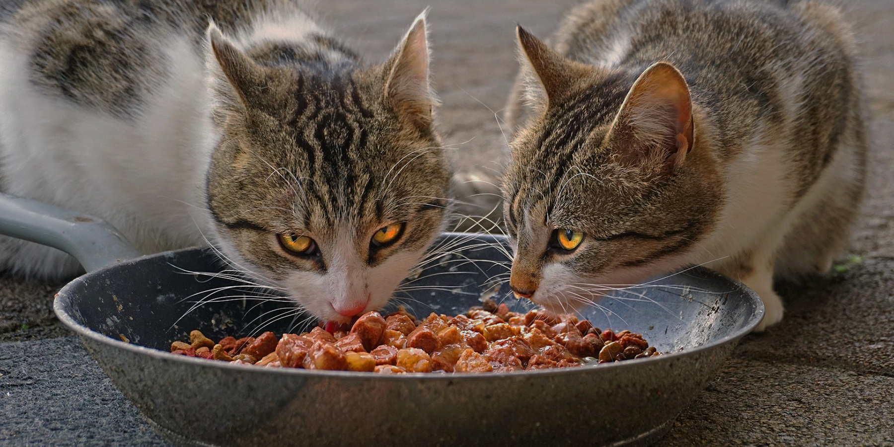 Best Practices in Feeding Cats: Schedule and Frequency - Profolus