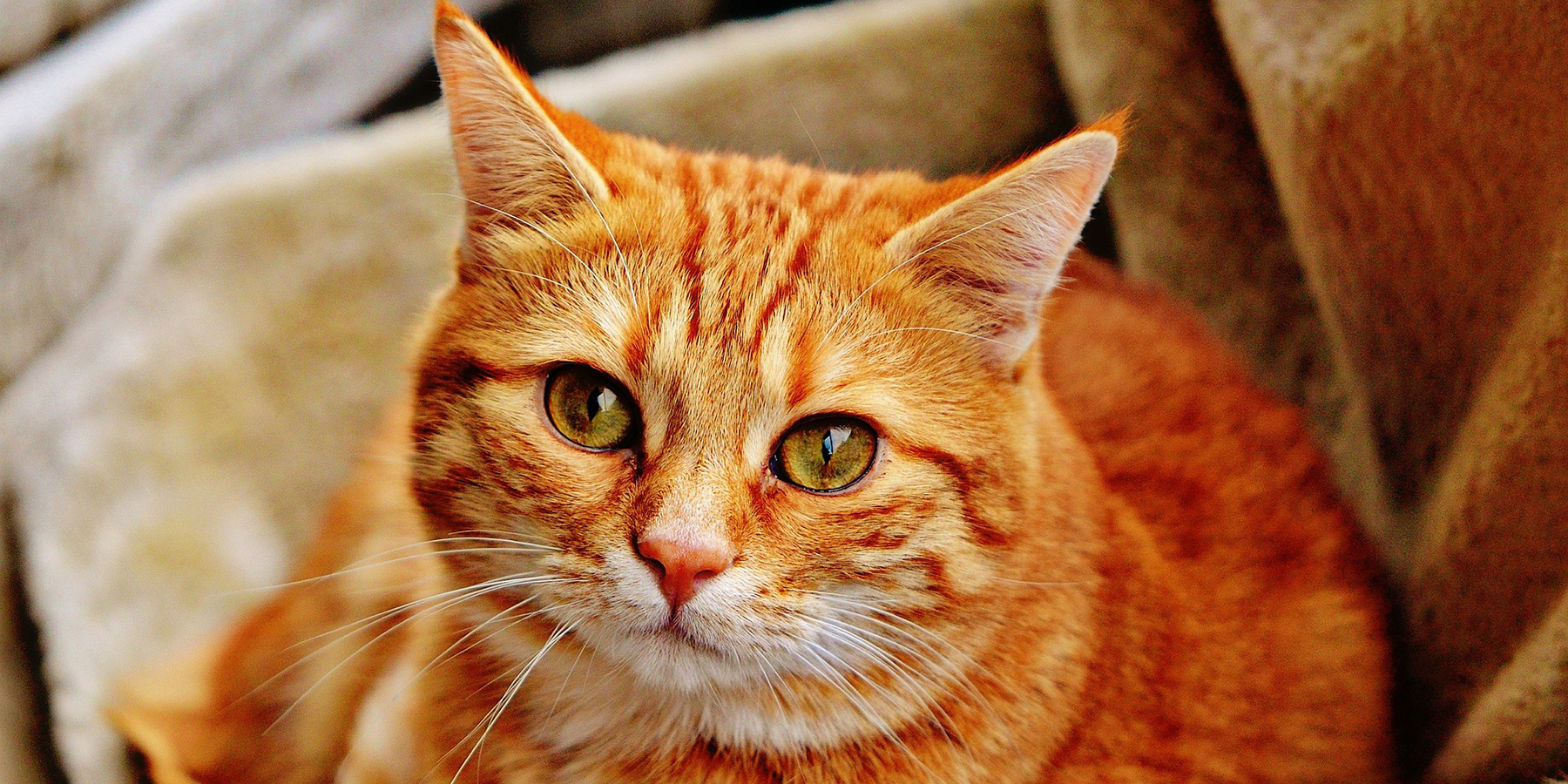 Arhgap36 Gene Explainer: Orange Cats are Mutants - Profolus