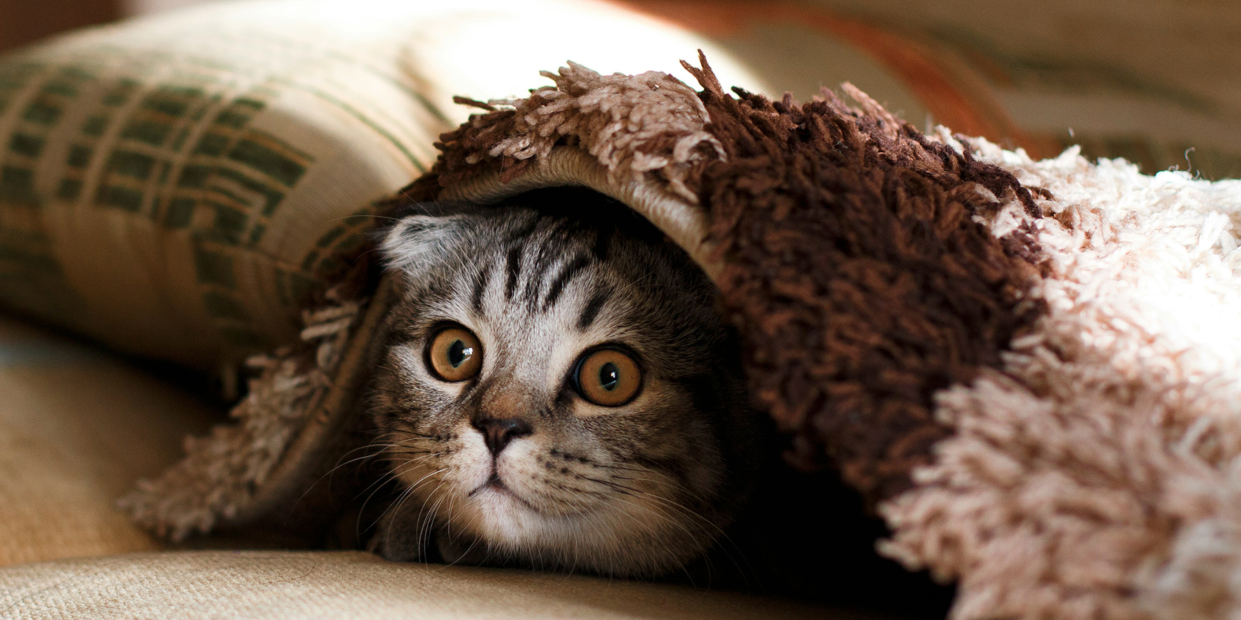 Cat Logic: How Cats Grasp and Use Cause and Effect - Profolus