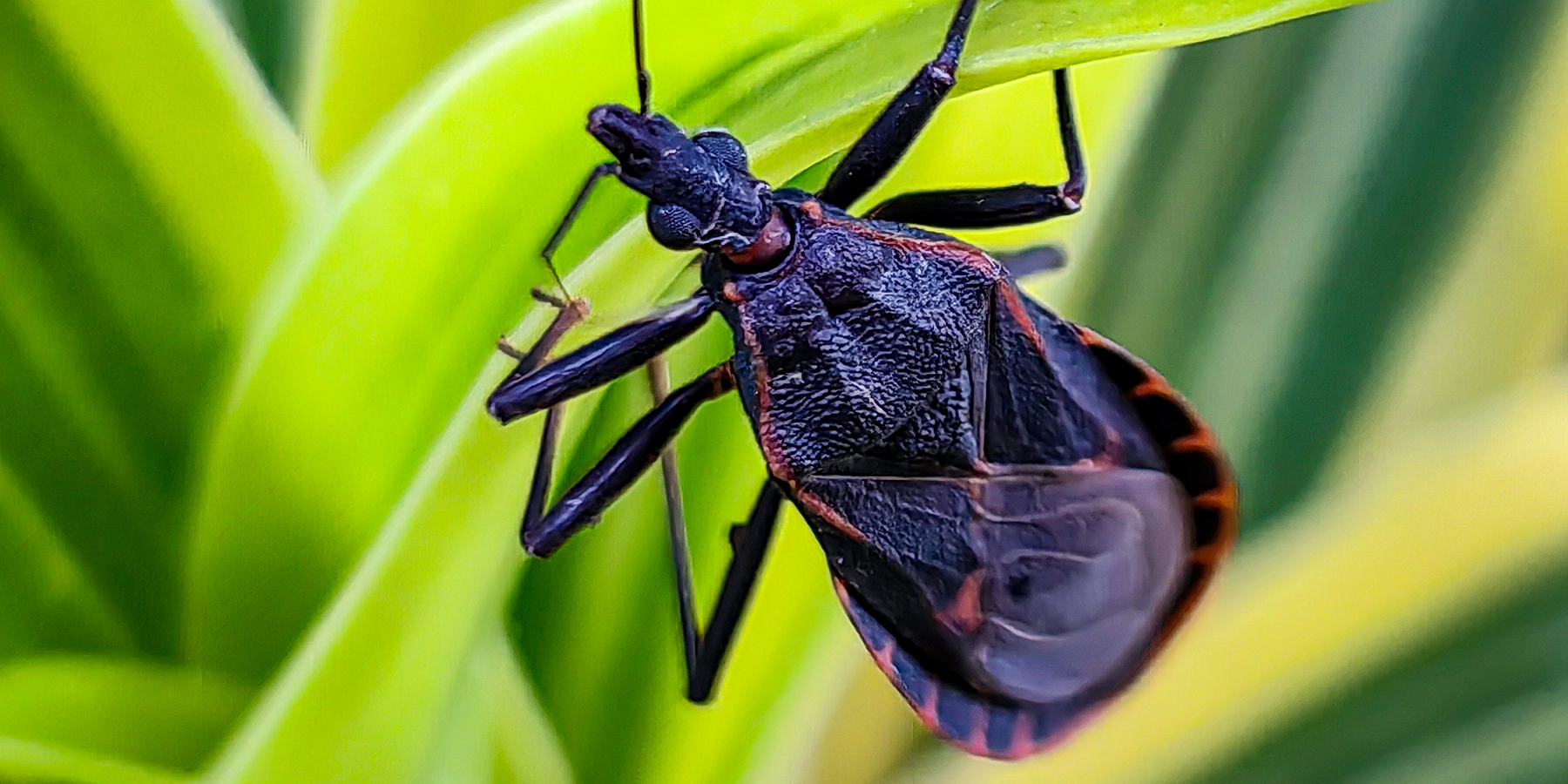 U.S. CDC Declared Chagas Disease Endemic in the United States - Profolus