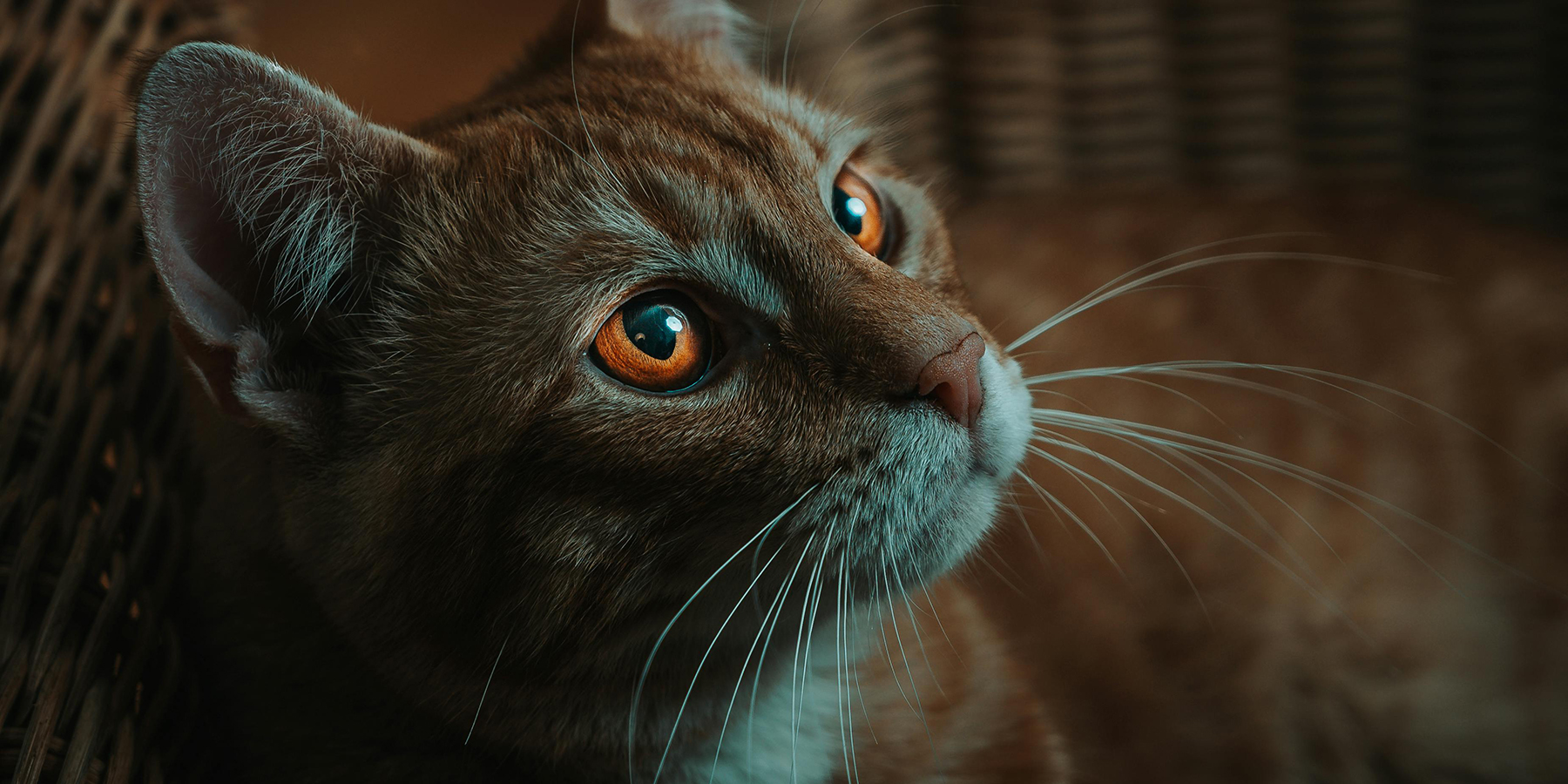 Cat Whiskers Inspired A Breakthrough Pressure Sensor - Profolus