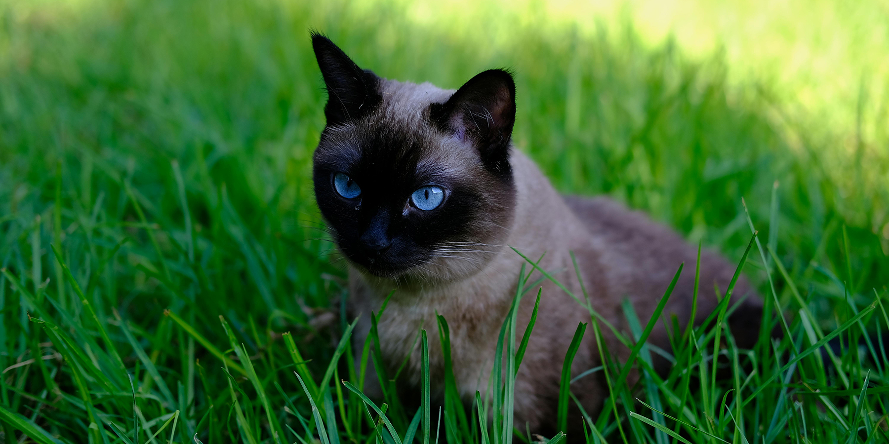 5 Native Cat Breeds Get Official National Symbol Status in Thailand ...