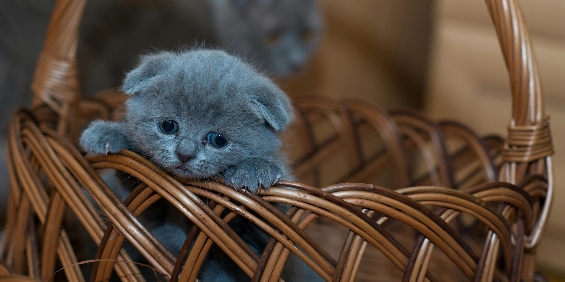 Genome Study Rewrites the Origin Story of Cat Domestication in Europe ...